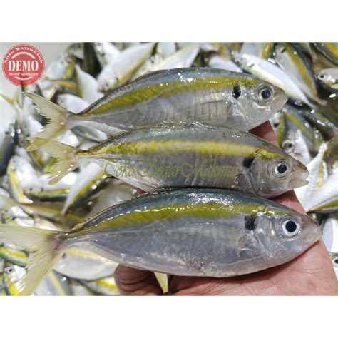 Jual Ikan Selar Kuning Segar Ikan Laut Segar 1kg Shopee Indonesia