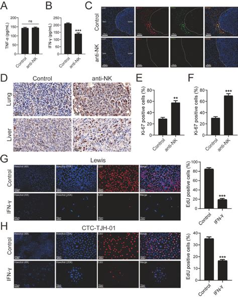 Nk Cell Depletion Promotes Liver Metastasis Of Lung Cancer Cells Pmc