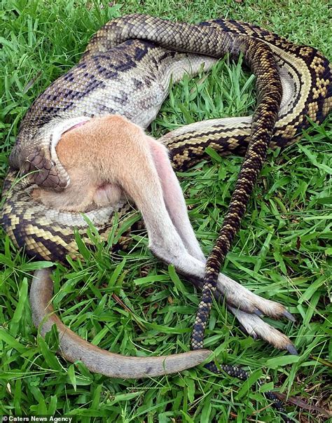 Hungry 13ft Python Eats A Wallaby Whole In Terrified Homeowner S