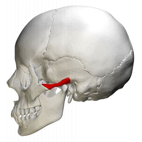 Zygomatic Process Of Temporal Bone Alchetron The Free Social