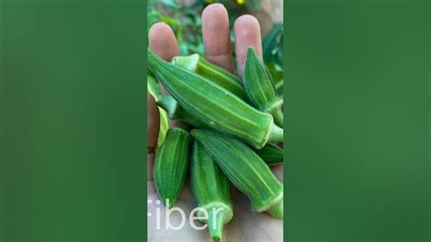 11 Packed Benefits Of Okra Lady Finger During Pregnancy
