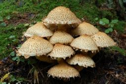 Грибное царство Беларуси Галерея Pholiota