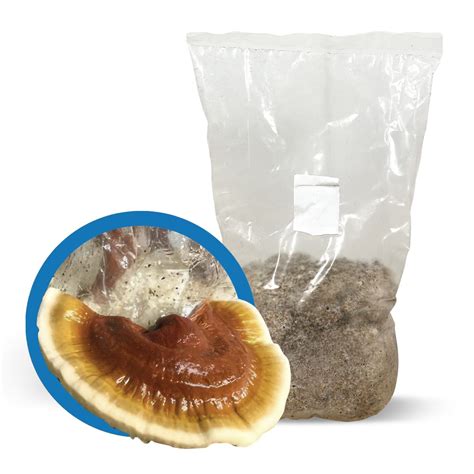 Spawn Advanced Aussie Mushroom Supplies