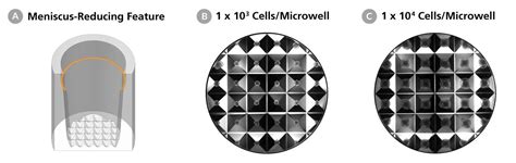 Aggrewell™ht Microwell Culture Plates Stemcell Technologies