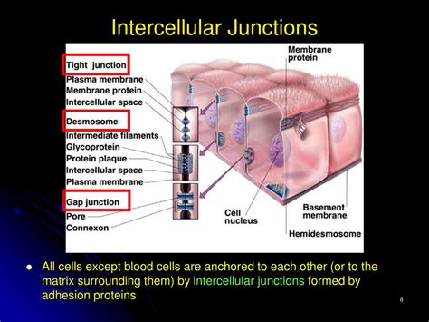 What Are The 3 Types Of Intercellular Junctions At Lester Watkins Blog