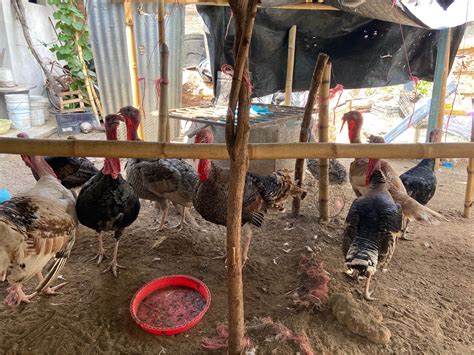 Mi Mercadito De Río Grande Vendo Guajolotes 🦃 Grandes Y Pequeños Para