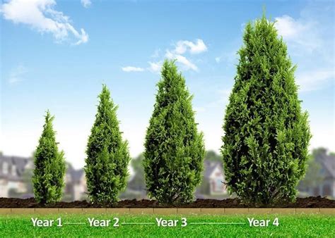 Emerald Green Arborvitae Size Chart Pe