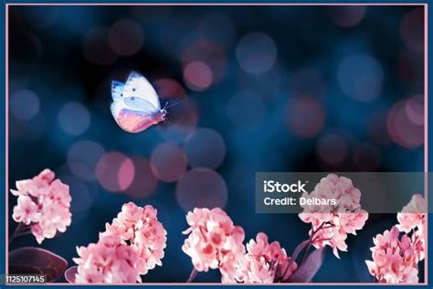 꽃 여름 및 봄 부드러운 배경 아름 다운 Inflorescences 분홍색 꽃과 파란색 배경에 나비 예술적 이미지입니다 텍스트에 대 한 여유 공간입니다 0명에 대한 스톡