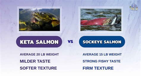 Keta Salmon Vs Sockeye Salmon The Undervalued Differences