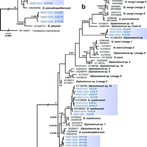 Bayesian Inference Bi And Maximum Likelihood Ml Phylograms