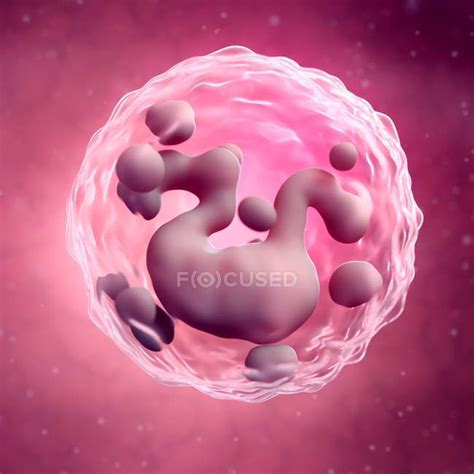 Structure And Shape Of Basophil — Anatomical Reference Immune System