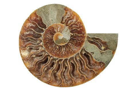 41 Cut And Polished Ammonite Fossil Half Madagascar 240961 For