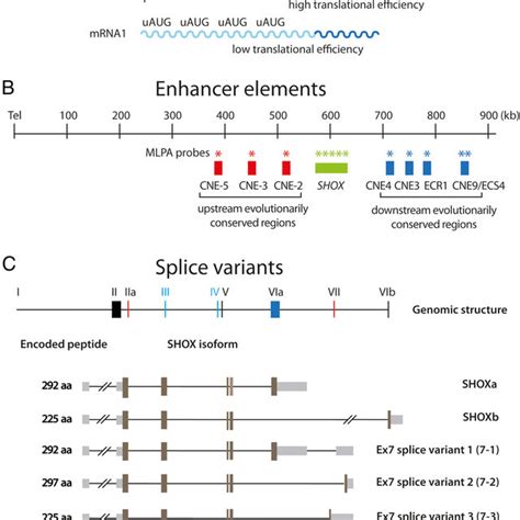Temporal And Spatial Expression Patterns Of Shox Gene In Developing