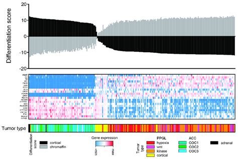 Chromaffin And Cortical Cell Differentiation Cortical And Chromaffin