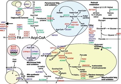 Liver Lipid Metabolism