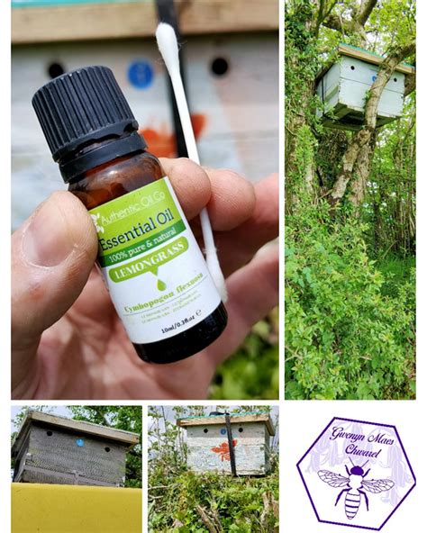 Build Them And They Will Come Quarry Bees