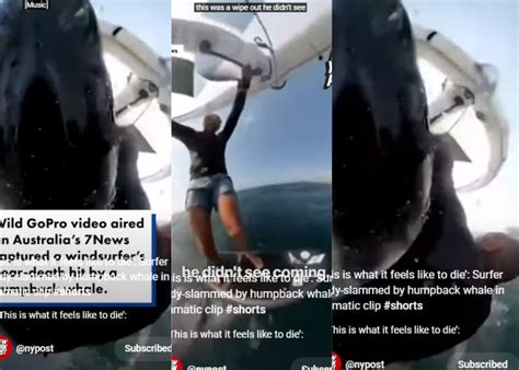 Viral Youtube Short A Humpback Whale Slams A Surfer