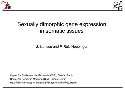 Ppt Sexually Dimorphic Gene Expression In Somatic Tissues Powerpoint Presentation Id 638666