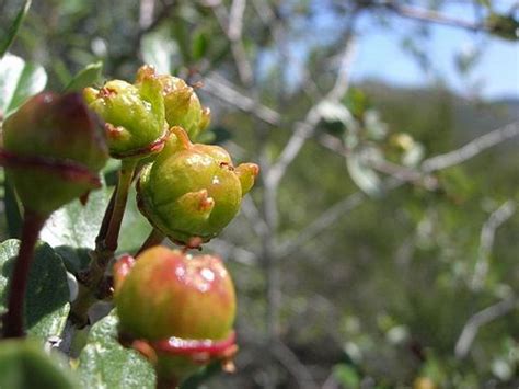 Big Pod Ceanothus Photos Page 1