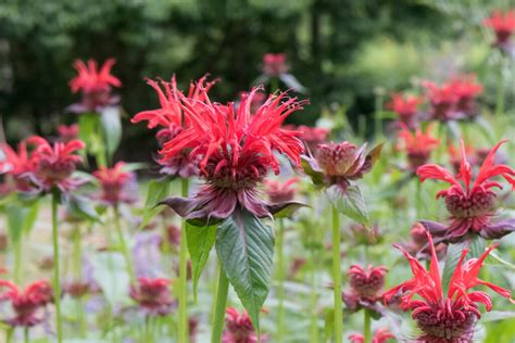 Buy Sassafras For Sale Online Direct Native Plants
