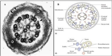 Electron Microscopic And Diagramatic Representation Of The Arrangement Download Scientific