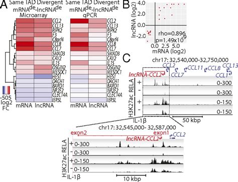 Regulation Of Ccl2 Expression In Human Vascular Endothelial Cells By A