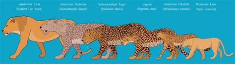 American Cheetah Size