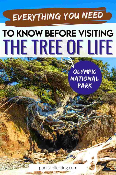 The Tree Of Life Washington State A Complete Guide