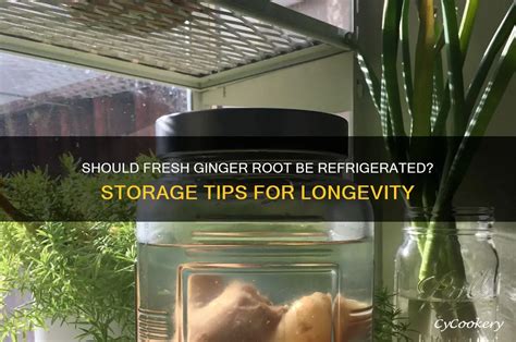 Should Fresh Ginger Root Be Refrigerated Storage Tips For Longevity