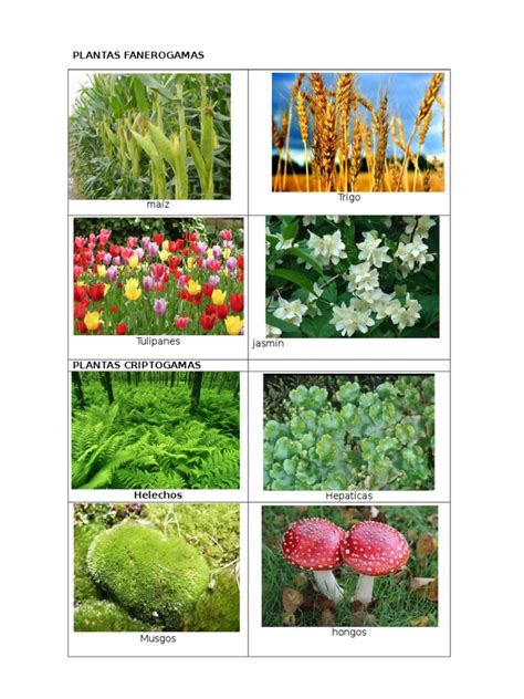 Plantas Criptogamas Y Fanerogamas Caracteristicas