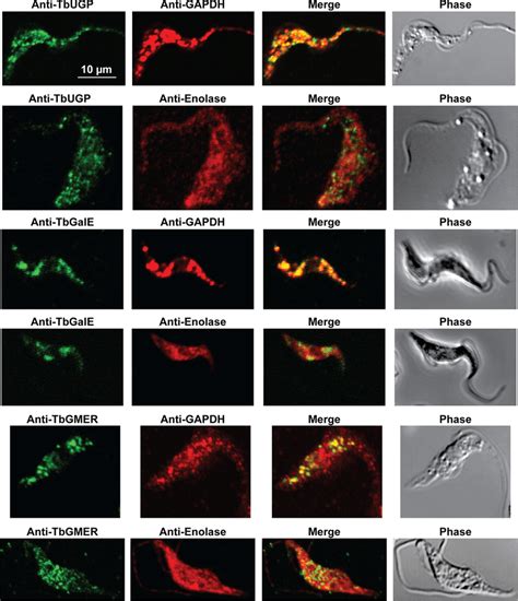 Immunofluorescence Microscopy Localisation Of Udp Glc Udp Gal And