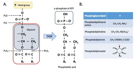 Diacylglycerol Structure