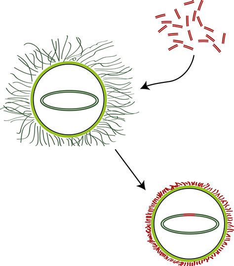 Research Mostowy Lab
