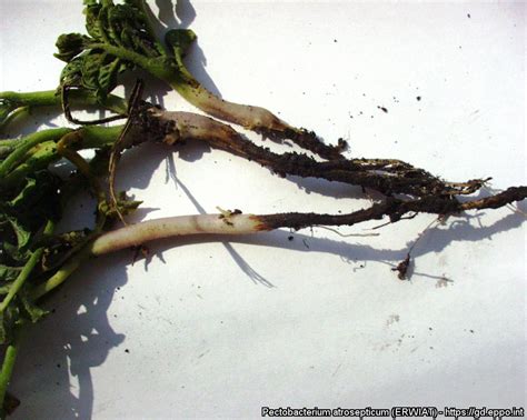 Pectobacterium Atrosepticum Erwiat Photos Eppo Global Database