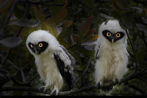 Spectacled Owls Pulsatrix Perspicillata Juveniles By Nunes Dacosta