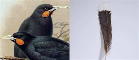 멸종된 새의 깃털이 약 3800만 원 대에 낙찰됐다