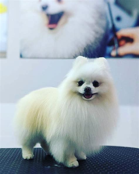 აგრარული უნივერსიტეტის დეკორატიული თევზების საშენი Facebook