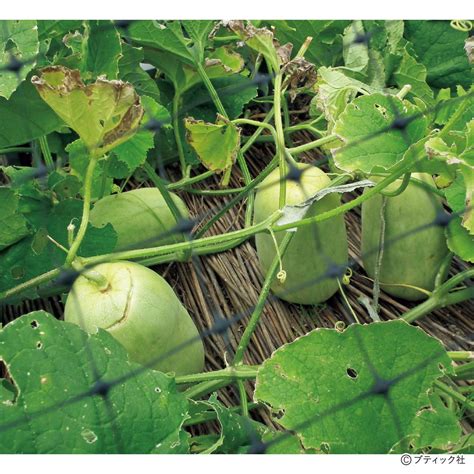 遅めの定植＋親ヅル摘芯＋ほぼ放任！定植を急がず、あとはマクワウリにお任せ