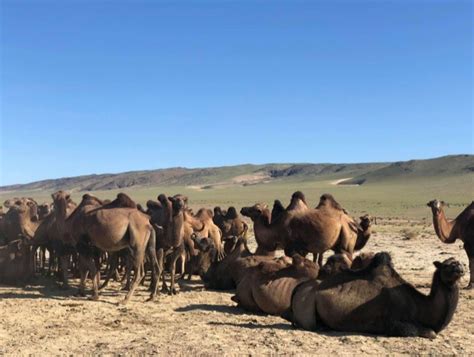 “Монгол Улсын хос бөхт тэмээ Хөгжлийн боломж стратеги” үндэсний зөвлөлдөх уулзалт болно