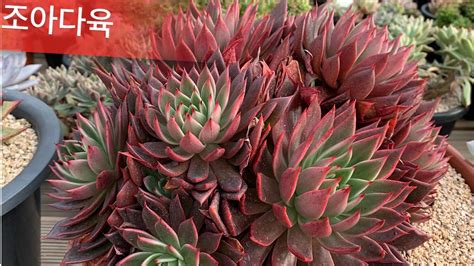 실시간 다육이 가격 알려드려요 다육이 가격 또 내려가네요🔺조아다육농장 010 6252 5061 Youtube