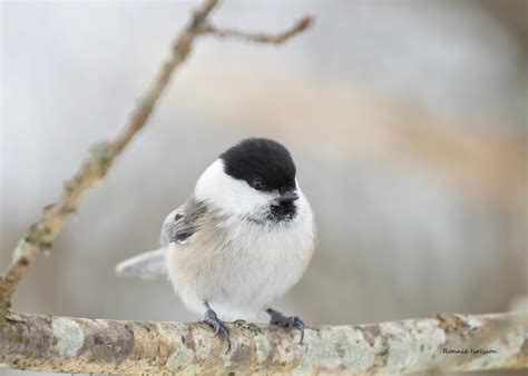 A Cute Marsh Tit By Roisabborrar On Deviantart