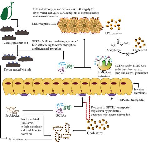 Figure 6 From The Anti Inflammatory And Curative Exponent Of Probiotics