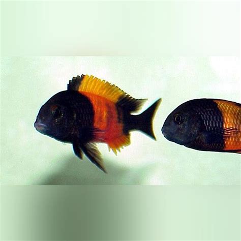 Tropheus Cichlid
