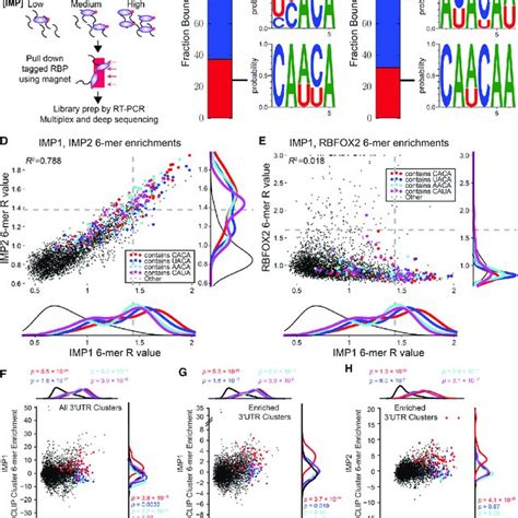 Expression Patterns Of Imp1 Imp2 And Imp3 Rna Binding Proteins