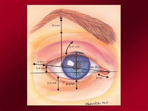 Functional Anatomy Of The Periorbital Region Olga Lukts