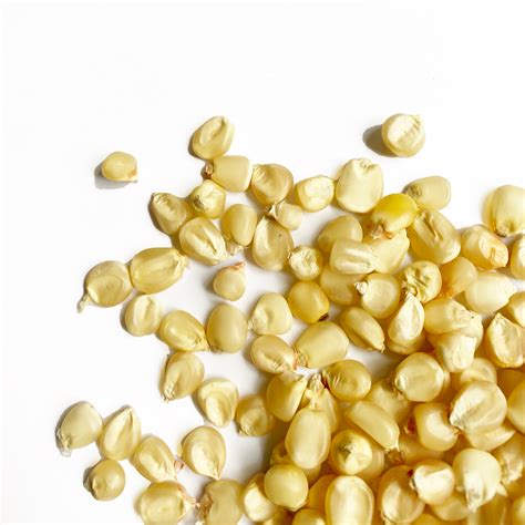 Maíz Blanco Seco San Andrés De Sotavento Córdoba Mucho Col