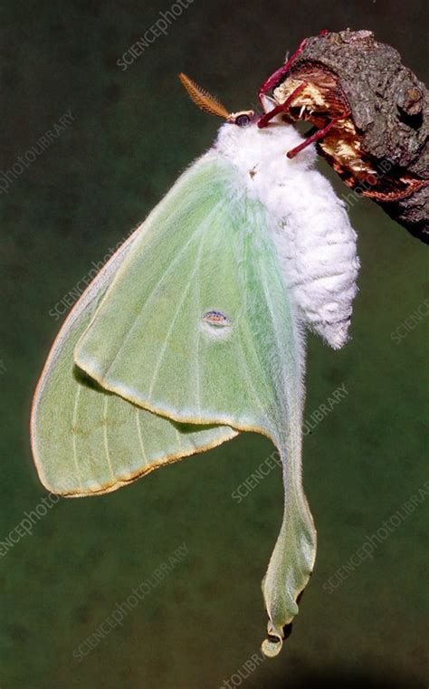 Moon Moth Flying Luna Moth Wikipedia