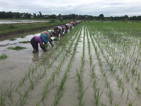 မြင်းမူမြို့နယ်တွင် မိုးစပါးစိုက်ဧက လျာထားချက်ထက် ကျော်လွန်အောင် စိုက်ပျိုးနိုင်ခဲ့