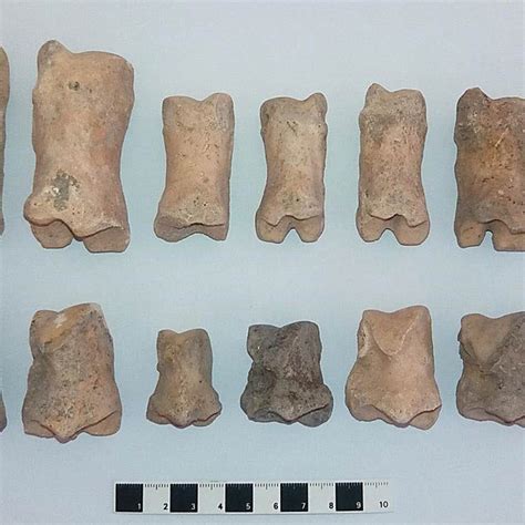 Bone Assemblage Unearthed At Trench F 29 Of Alaybeyi Höyük Download