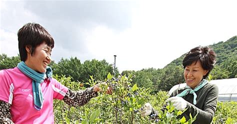 정선군 유기농 블루베리 수확 한창